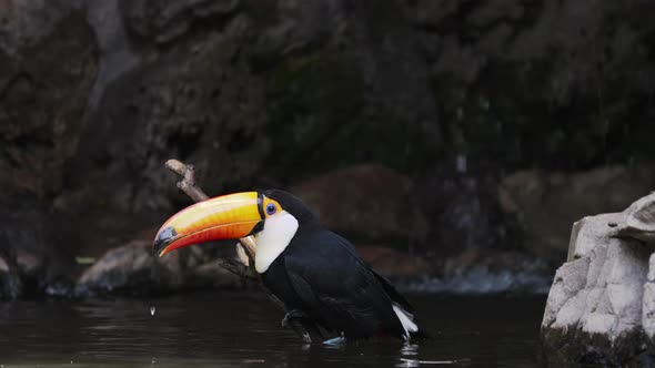 Toco Toucan bathing in water and grooming itself, medium static shot ...