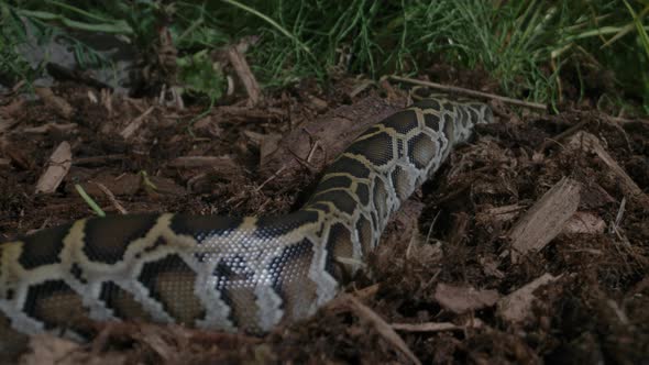 Burmese python baby crawling slithering in forest, Stock Footage ...