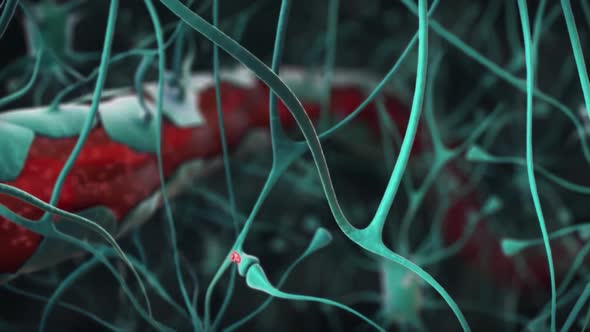 Medical animation - highlight of the nervous system - loop, Motion Graphics
