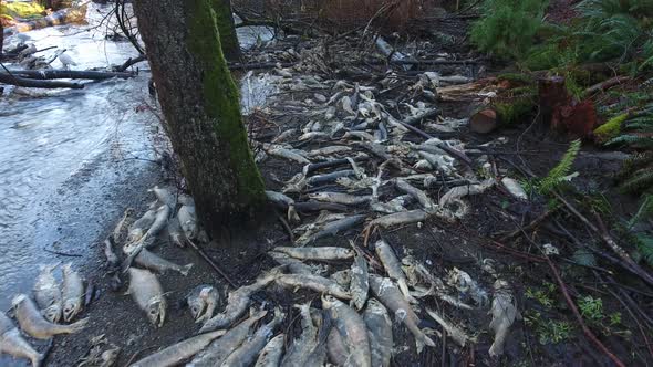 Dead Salmon after spawning on the creek., Stock Footage | VideoHive