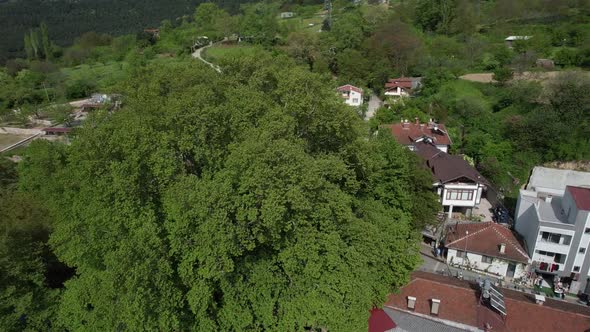 Aerial Century Sycamore Tree, Stock Footage | VideoHive