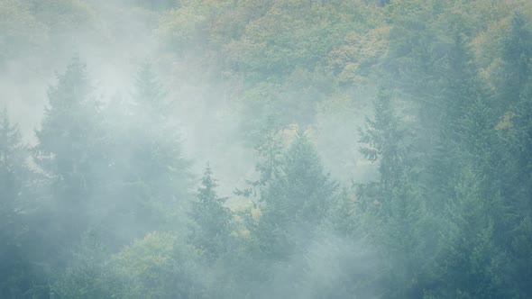 Thick Mist Moves Over Forest Landscape, Stock Footage | VideoHive