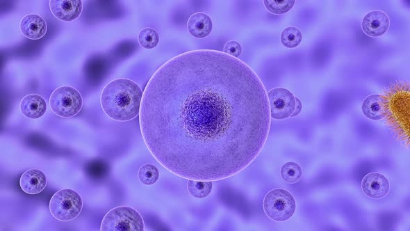 Process infecting cell of pathogenic microorganisms, Motion Graphics