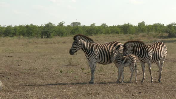 Plains Zebra (Equus quagga burchellii ) female with her foal and ...