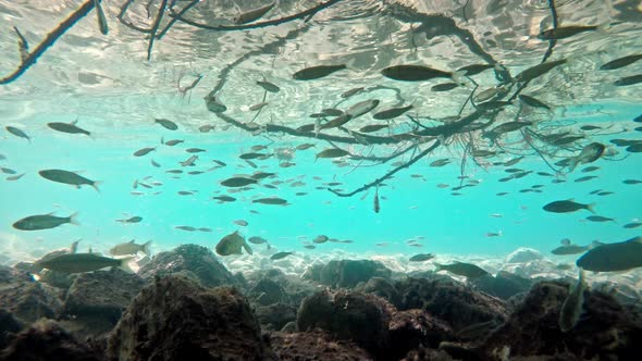 Fish swimming in very clear and transparent shallow water. Swarm of ...