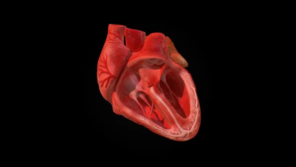 Inside Of Heart Beating, Motion Graphics | VideoHive