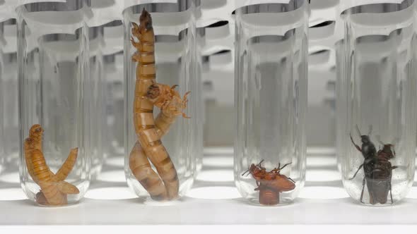 Laboratory Technician Takes Test Tube with Larvae and Bugs Tenebrio ...