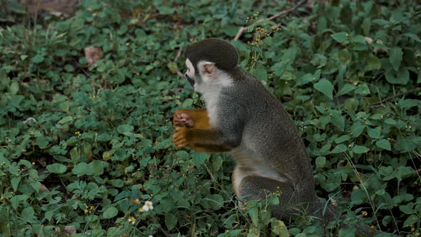 Squirrel Monkey Foraging In A Tropical Forest - wide shot, Stock Footage