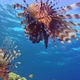 Red Sea Lion-Fish, Stock Footage | VideoHive
