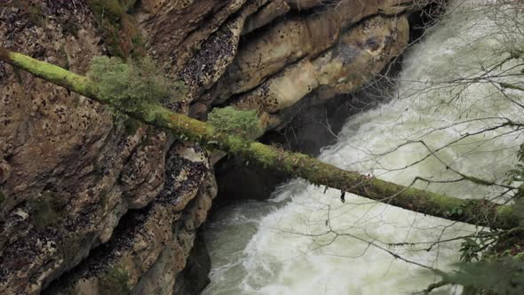 Fallen tree trunk across the river stream 4k, Stock Footage | VideoHive