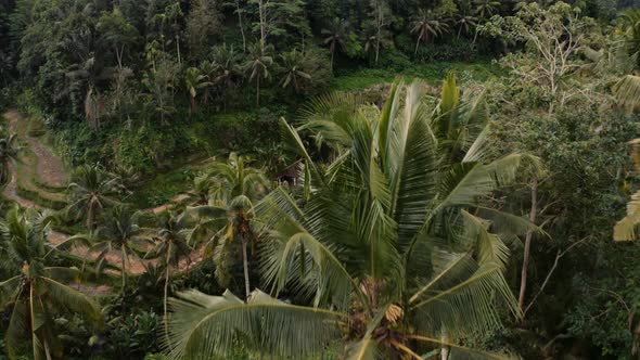 Treetop flight in lush Ubud jungle reveals hidden rice paddies, Bali ...