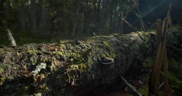 Fallen Tree in Dark Forest, Stock Footage | VideoHive