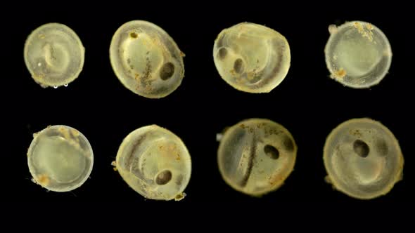 Fish Caviar Under the Microscope, Stock Footage | VideoHive