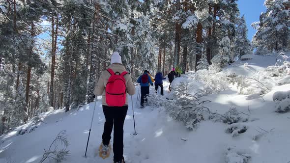 People Group Hiking With Rackets On Snowy Winter Mountain Forest Trail ...