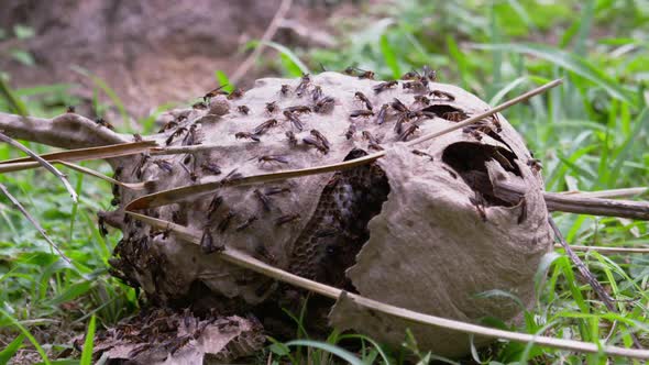 Static shot of beehive on the ground in botanical garden in Rio., Stock ...