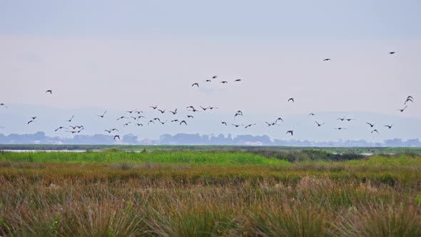 Herd of Birds (4K), Stock Footage | VideoHive