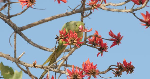 Slow-motion footage of a green Parrot drinks nectar from blooming red ...