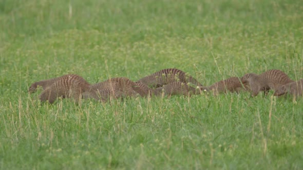 Group of Banded Mongoose running around , Stock Footage | VideoHive