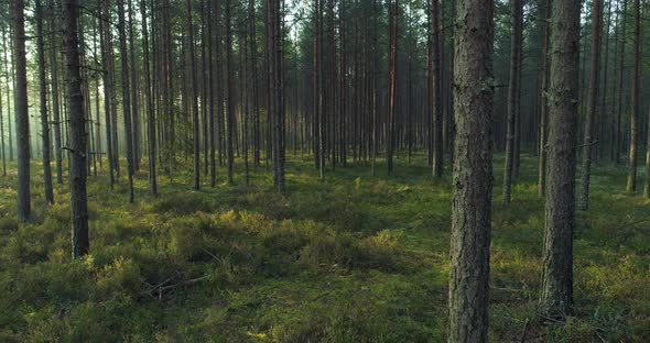 Forest at Sunrise Moving Between the Trees Backwards, Stock Footage
