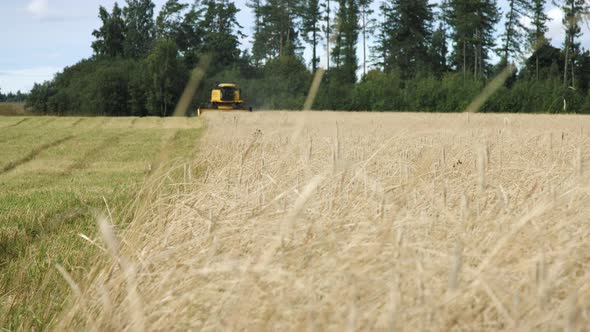 Organic Rye Field and Yellow Combine Harvester, Stock Footage | VideoHive