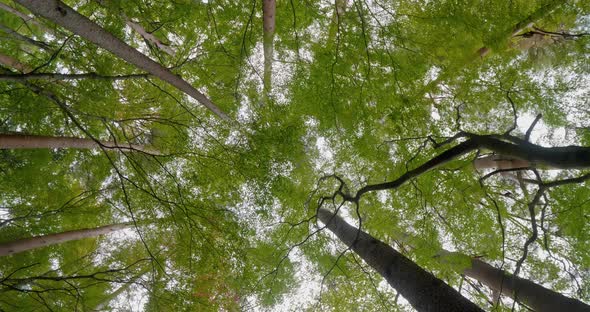 Beautiful a lot of tree in the green forest, Stock Footage | VideoHive