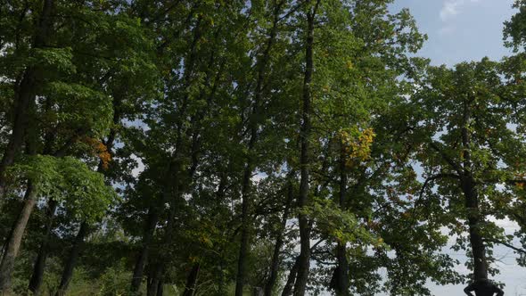 Forest trees natural oudoor 4K 2160p UHD video - Sun lighted forest 4K ...