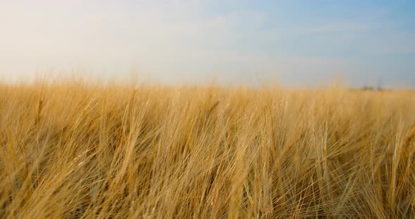 Rye Field, Stock Footage | VideoHive
