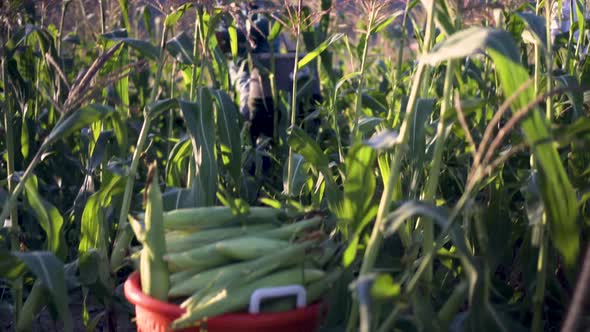 Basket of freshly picked corn in a corn field revealing workers picking ...