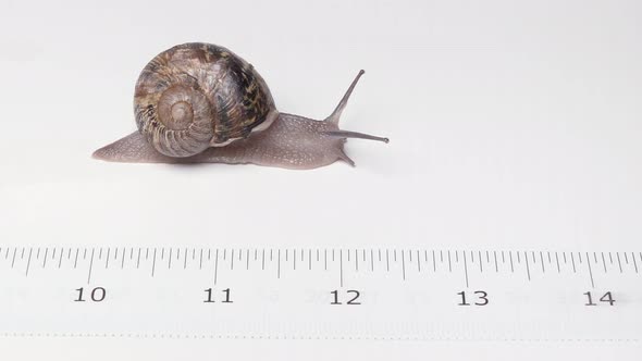 Snail Crawling Slowly on a White Background with a Measuring Scale ...