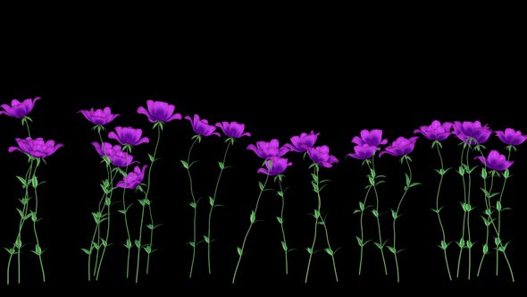 Purple Flowers, Motion Graphics | VideoHive