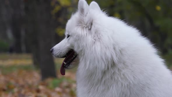 An Active Healthy Dog of the Samoyed Spitz Breed on a Blurred ...