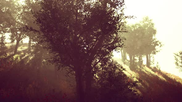 Beautiful Summer Morning in the Forest Hyperlapse, Motion Graphics