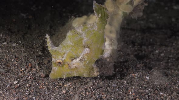 seagrass filefish hovering over black sand at night., Stock Footage