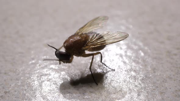 Fly Moving , Stock Footage | VideoHive