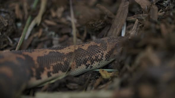 Burrowing and digging kenyan sand boa snake, Stock Footage | VideoHive