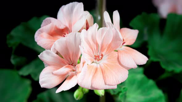 Rose Pelargonium Flowers Blooming in Time Lapse on a Green Leaves ...