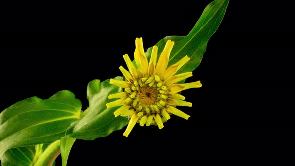 Time Lapse of a Zinnia Flower Blooming, Stock Footage | VideoHive