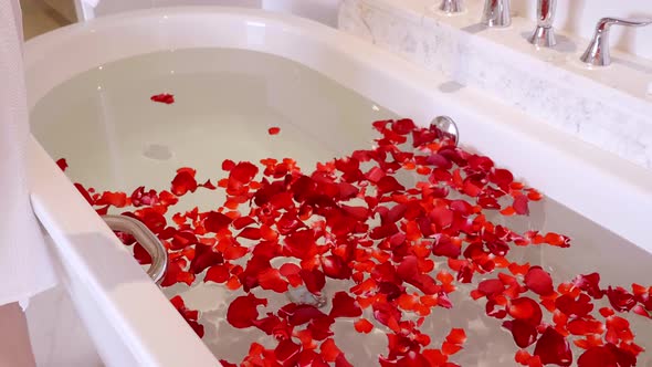 Woman Hand Preparing a Home Bath with Petals Dropping Red Rose Petals ...