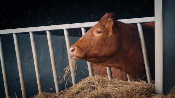 Cow in Shed Eating Straw, Stock Footage | VideoHive