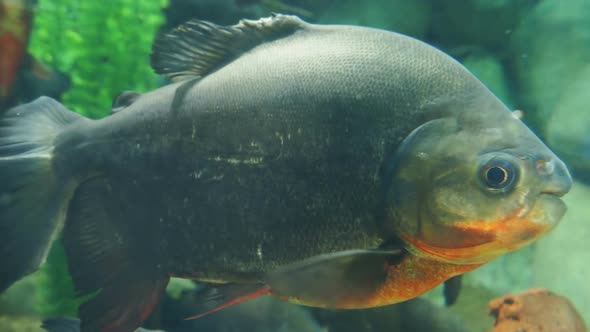 Tambaqui, or Colossoma Macropomum, or Black Pacu, Black-finned Pacu ...