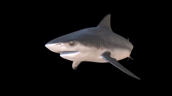 Shark Swims And Attack With Alpha Channel, Motion Graphics | VideoHive