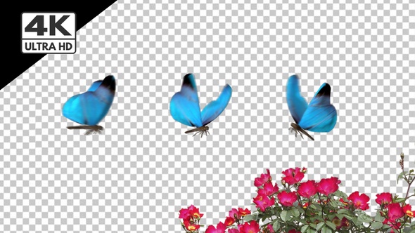 Flying Butterfly 4k, Motion Graphics | VideoHive