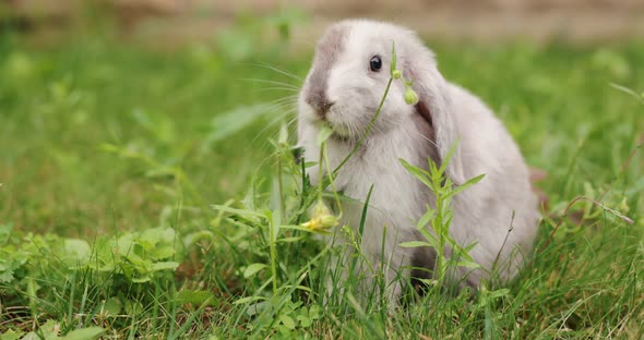 Rabbit Eating Dandelion in a Meadow, Stock Footage | VideoHive