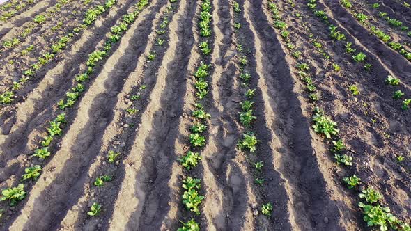 Smooth Rows of Potato Shoots, Stock Footage | VideoHive