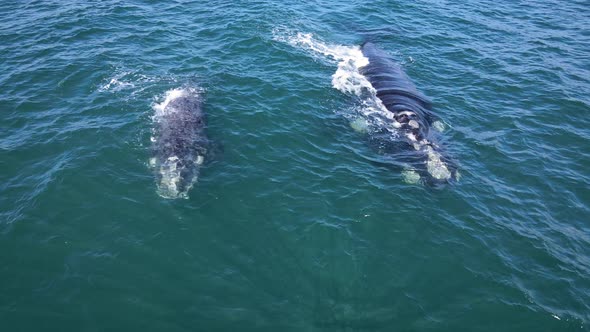 Detailed frontal view of Southern Right whale and brindled calf ...