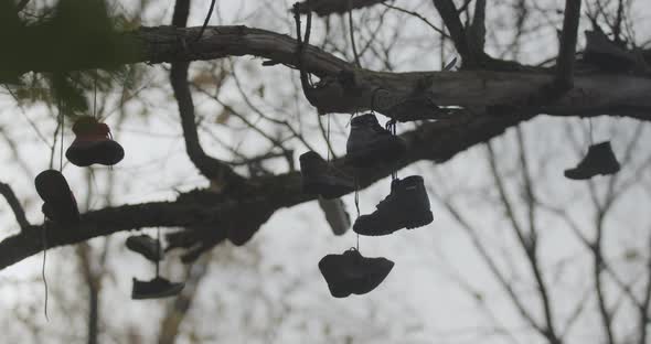 Shoes Hanging From Branches of Tall Tree, Stock Footage | VideoHive