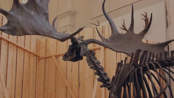 The Moose Elk Skeleton, Stock Footage | VideoHive
