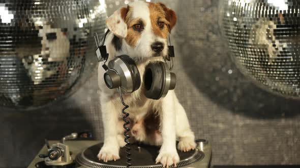 Dog Dj, Stock Footage | VideoHive