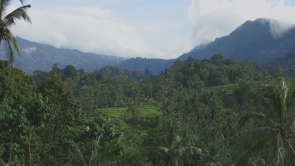 Static shot rice paddy in jungle with blue sky and clouds, lush ...