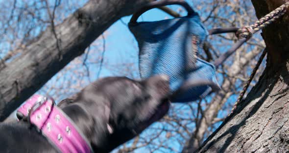 Active Black Dog Jumps Up High Reaching Projectile on Tree, Stock Footage